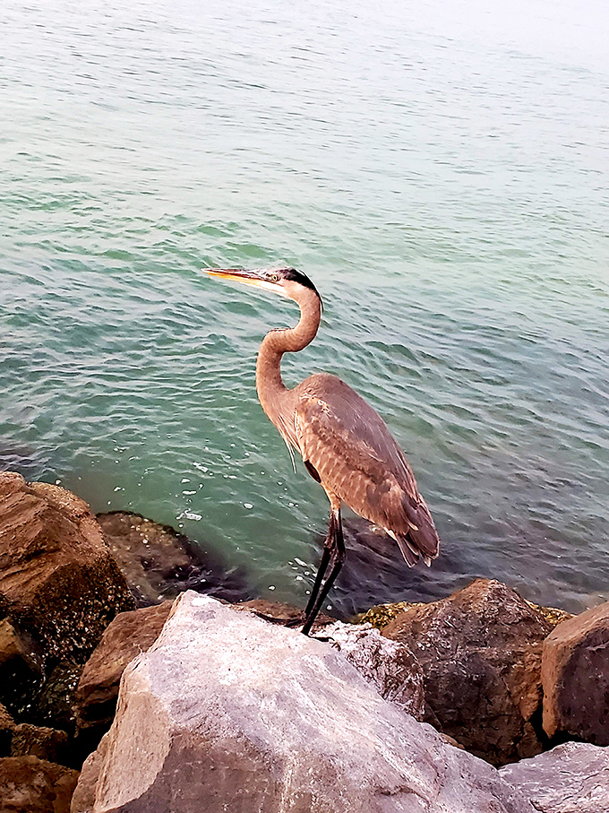 A great blue heron strikes a pose worthy of National Geographic, patiently waiting for lunch to swim by.