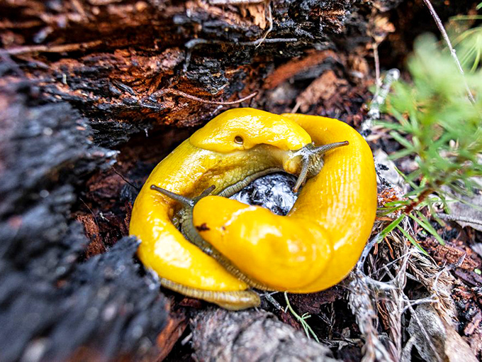 Meet the banana slug&mdash;nature's cleanup crew and Big Basin's unofficial mascot. What it lacks in speed, it makes up for in charisma.