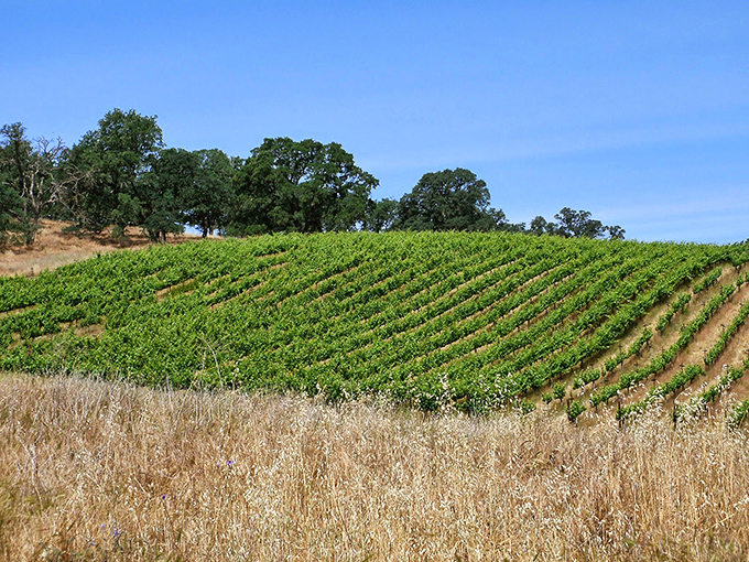 Vineyard views that would make Napa jealous&mdash;Amador County's wine country offers scenery without the scene.
