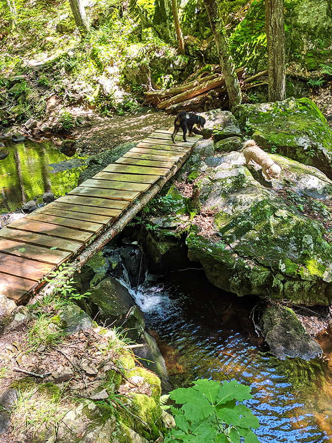 Even four-legged adventurers know a good bridge when they see one &ndash; no trolls included.