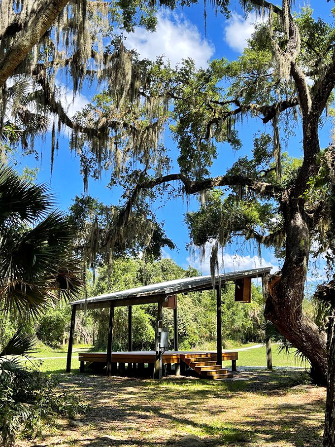 Spanish moss drapes these ancient oaks like nature's chandeliers. This pavilion offers shade when Florida's sun decides to show off.