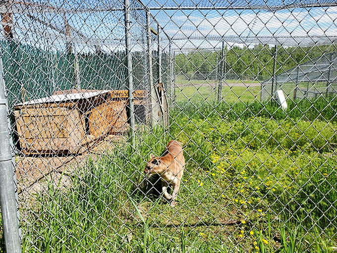 A curious canine explores its grassy domain, reminding us that sometimes the best adventures happen behind simple chain-link fences.