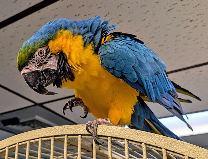 This blue and gold macaw at Ziggy's Haven isn't just showing off tropical colors &ndash; he's demonstrating why retirement in Inverness includes unexpected wildlife encounters.