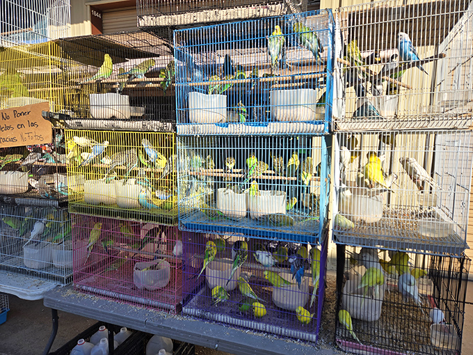 A feathered rainbow in miniature form! These colorful birds create their own symphony, adding a cheerful soundtrack to your shopping adventure.