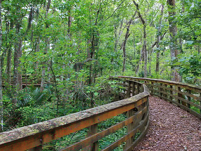 Nature trails wind through lush Louisiana landscapes, offering free daily entertainment that beats any streaming service subscription.