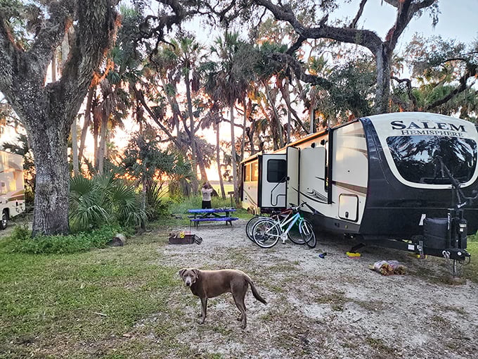 RV camping under Spanish moss-draped oaks&mdash;where your morning coffee comes with a side of wilderness and no Wi-Fi interruptions.