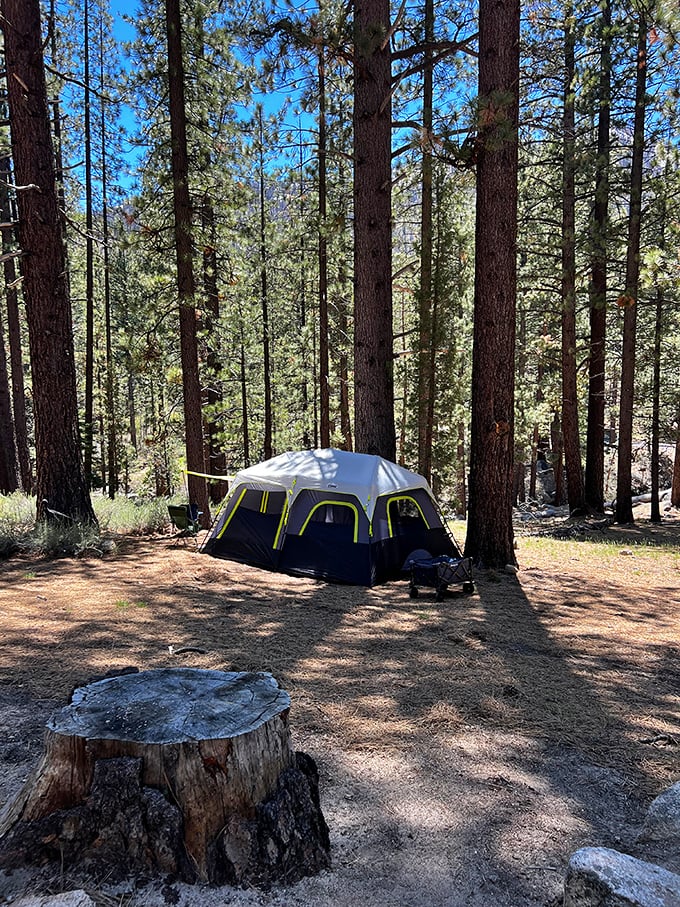Camping among giants: Tall pines create dappled sunlight patterns on this tent, nature's version of a five-star accommodation with cathedral ceilings.