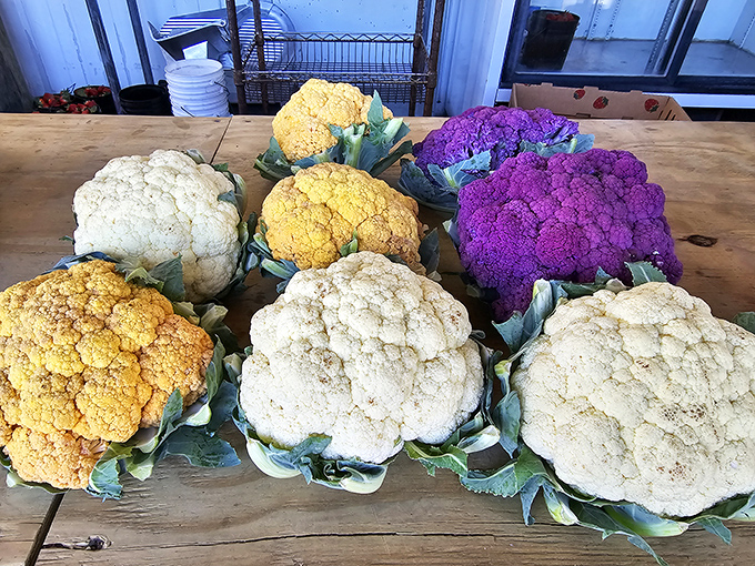 Nature's color palette on display. These cauliflowers prove vegetables can dress more flamboyantly than a 1970s rock band.