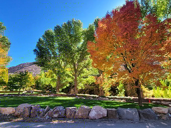 Fall foliage that rivals New England's famous displays. Who said the desert can't do seasons with spectacular flair?