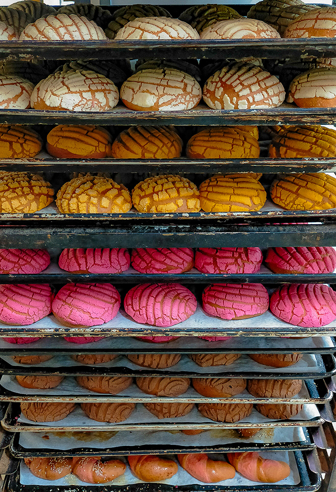 The concha rainbow &ndash; nature's perfect sweet bread in every hue imaginable. Each crackled sugar top promises a different journey to carb heaven.