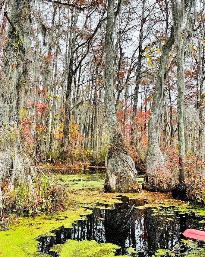 Fall transforms the swamp into nature's kaleidoscope. The Spanish moss draped from cypress trees adds drama worthy of a Southern gothic novel.
