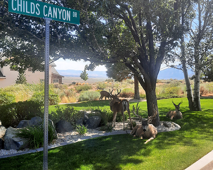 "Excuse me, this is my front yard." Local wildlife makes itself at home on Childs Canyon Drive, reminding visitors who the original residents were.