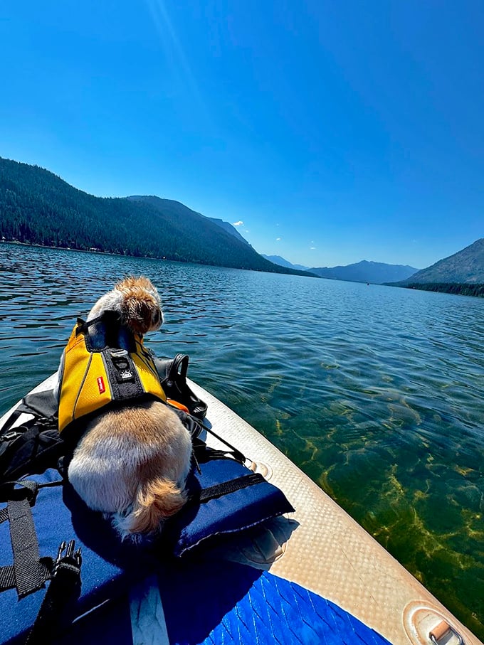 Captain Fluff reporting for lake duty! Even four-legged adventurers find their happy place paddling Lake Wenatchee's pristine waters with mountain views worth barking about.