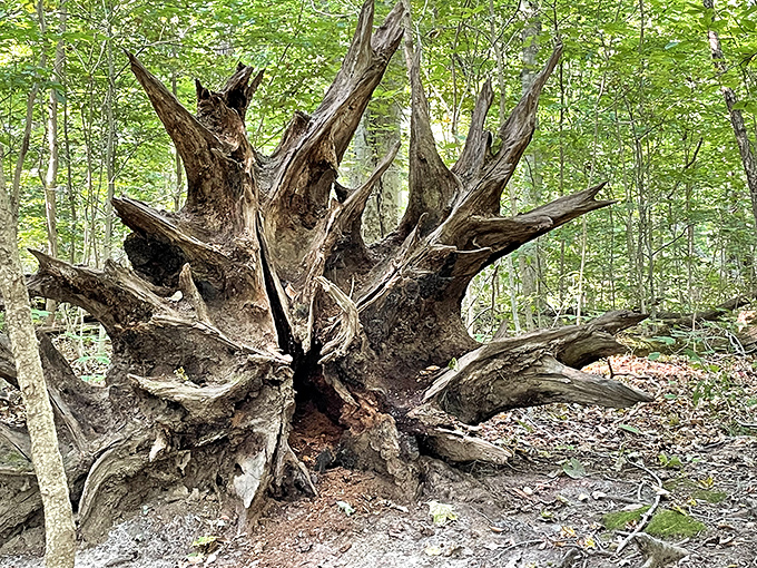 Nature's sculpture garden features this spectacular uprooted tree. Proof that even in collapse, there's a strange, wild beauty.