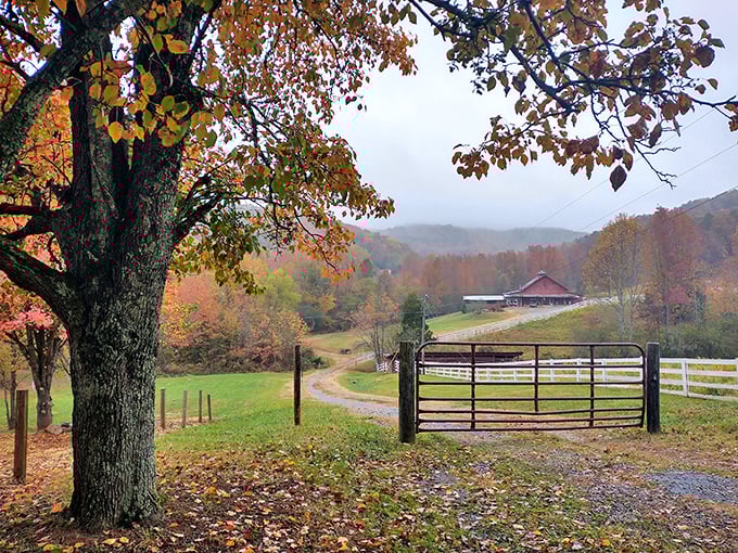 A slice of pastoral paradise where barns, fences, and fall foliage create Georgia's most perfect countryside tableau.