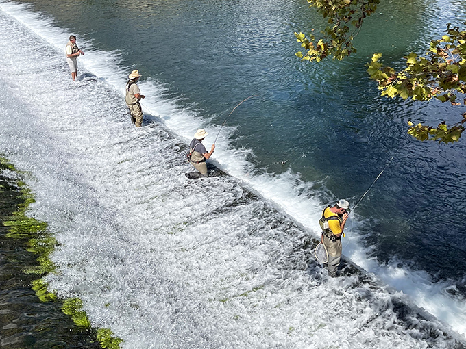 The fishing lineup at Bennett Spring resembles a choreographed water ballet, with waders and fly rods moving in rhythmic harmony.