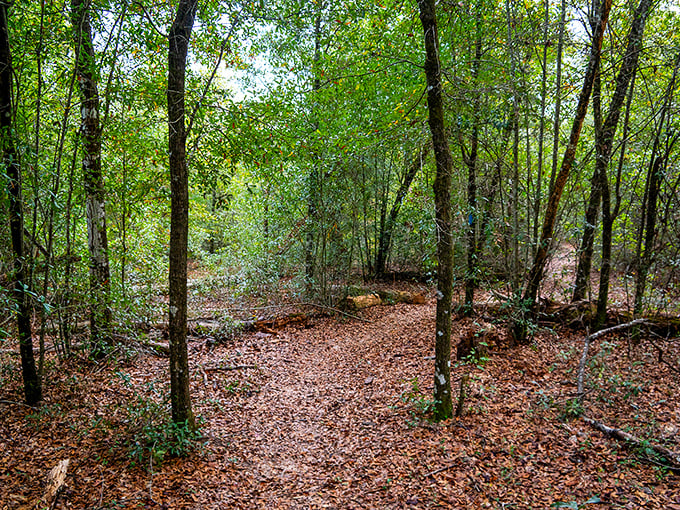 A leaf-strewn path beckons through hardwood forest. In these cool, shaded ravines, you'll find plant species that shouldn't exist this far south.