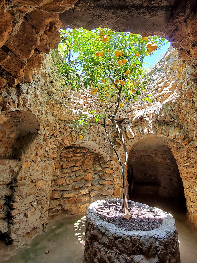 A citrus tree thriving beneath the earth, reaching toward its skylight&mdash;nature adapting to one man's extraordinary underground vision.