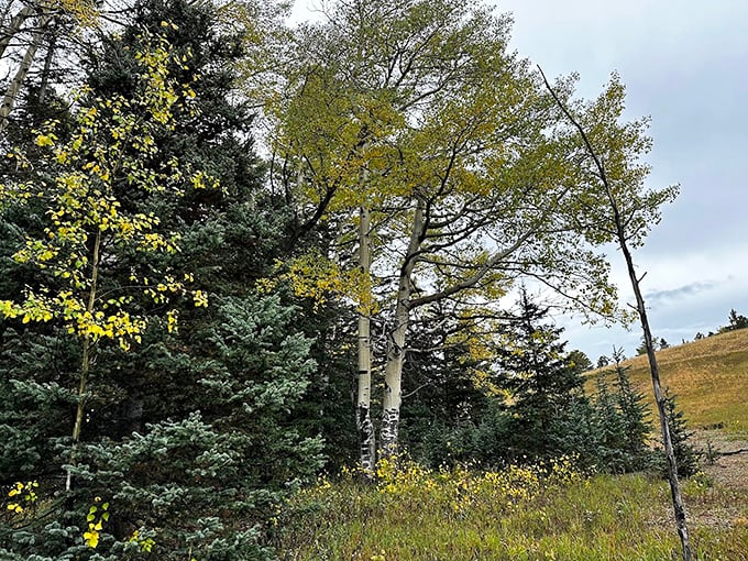 The perfect marriage of evergreens and aspens. Nature's color palette at work, showing that opposites really do attract.