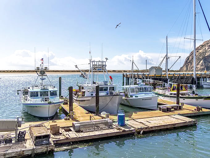 Working fishing boats bob gently at the dock, a reminder that Morro Bay's seafood isn't just fresh&mdash;it's practically still introducing itself.