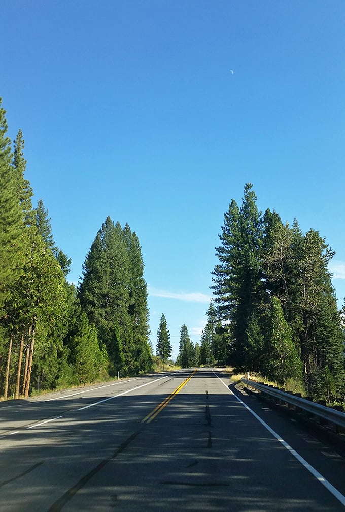 Driving through pine corridors that make Manhattan's concrete canyons seem positively claustrophobic. This is California's natural cathedral.