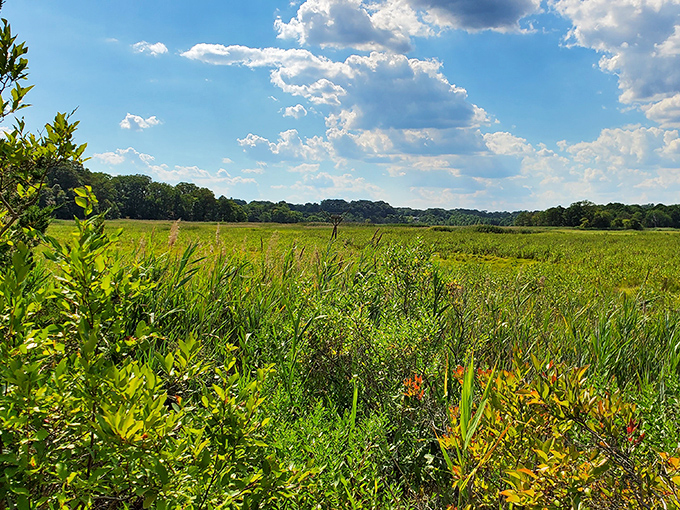 The marshland stretches toward the horizon, a patchwork quilt of textures and colors that changes with each season's whims.