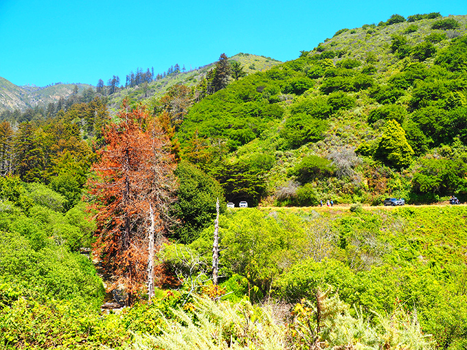 The lush hillsides of Big Sur cradle the coastline like protective arms around a jewel. Even the trees seem to be leaning in for a better view.