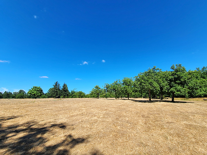 Summer's golden hour transforms ordinary fields into something from a Steinbeck novel&mdash;minus the Depression-era hardships, plus excellent cell reception.