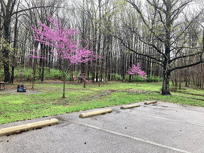 Spring's redbud trees add splashes of fuchsia to the parking area &ndash; nature's way of rolling out the welcome mat.