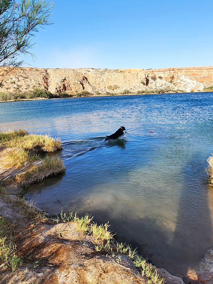 Even four-legged adventurers can't resist the allure of these waters. Dog paddle championship training in session.