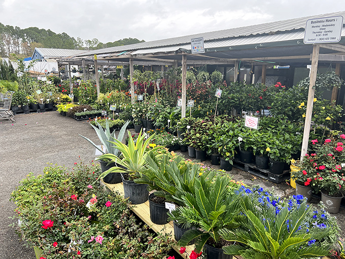 Plant lovers rejoice! This outdoor nursery section offers everything from flowering shrubs to statement palms for your Florida garden.