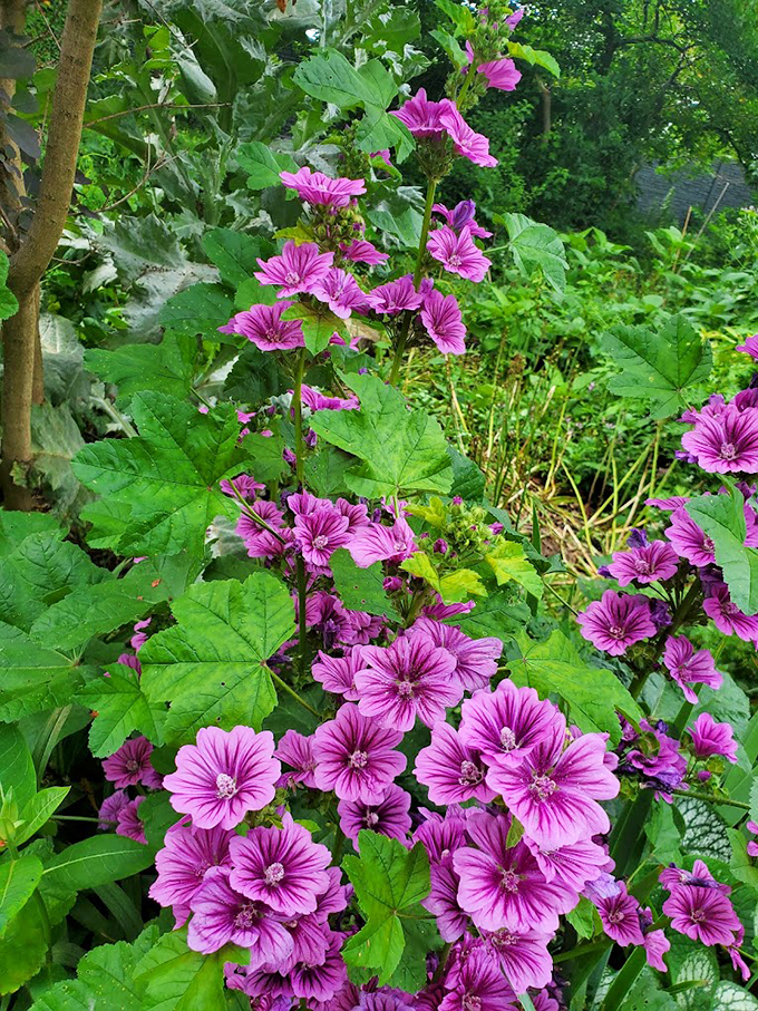 Purple mallow flowers dancing against emerald leaves&mdash;nature's version of a perfectly coordinated outfit that somehow never goes out of style.