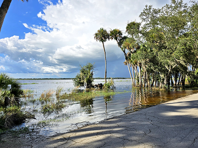 When the road meets the river: Myakka's waters occasionally reclaim the pavement, reminding visitors who's really in charge around here.