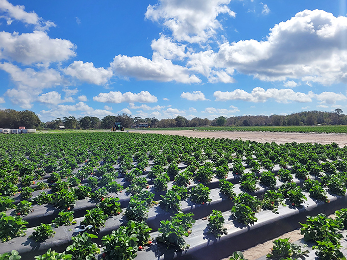 Rows of green promise stretching toward the horizon. Each plant a tiny factory producing nature's candy under the Florida sun.