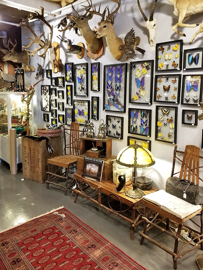 The butterfly collection meets taxidermy in this corner where nature becomes art, creating a cabinet of curiosities worthy of a Victorian naturalist.