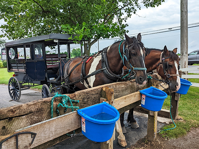 These magnificent draft horses take a well-deserved water break, their powerful frames a testament to centuries of working partnerships with humans.