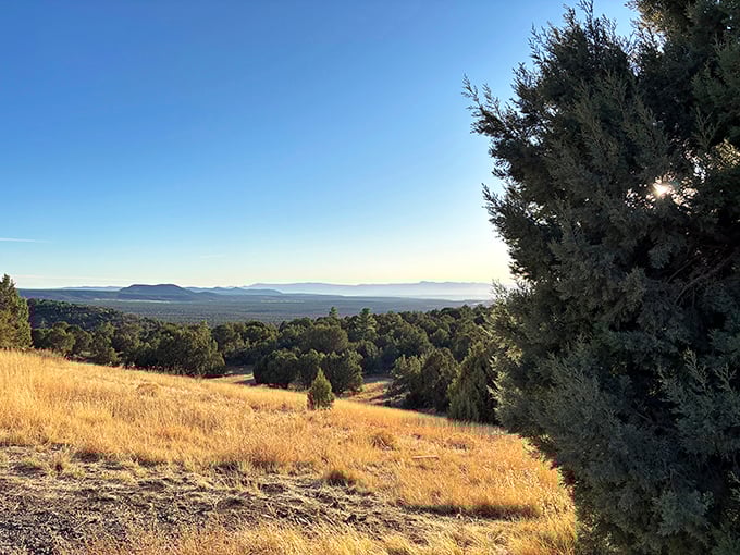 Where forest meets desert in a handshake of ecosystems. The transition zone visible here is like nature's own border negotiation.