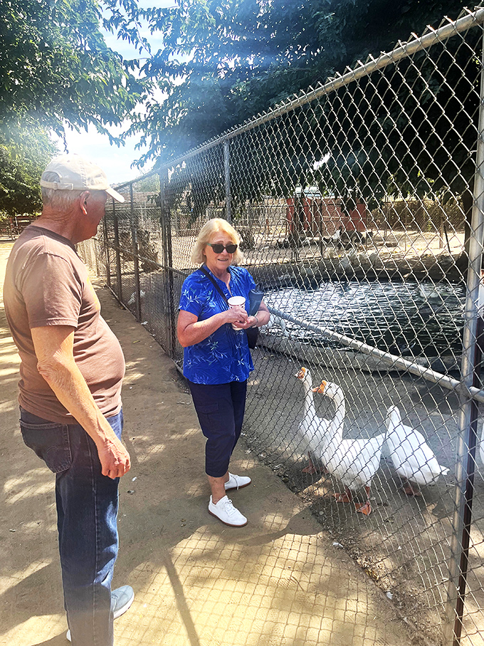 Visitors feed the farm's feathered residents, creating memories that last longer than the feed in their paper cups.