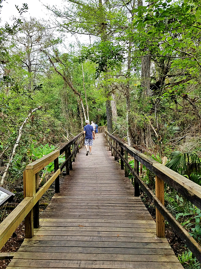 The Big Cypress Bend Boardwalk invites visitors to venture deeper into the swamp, where ancient cypress trees have stood witness to centuries.