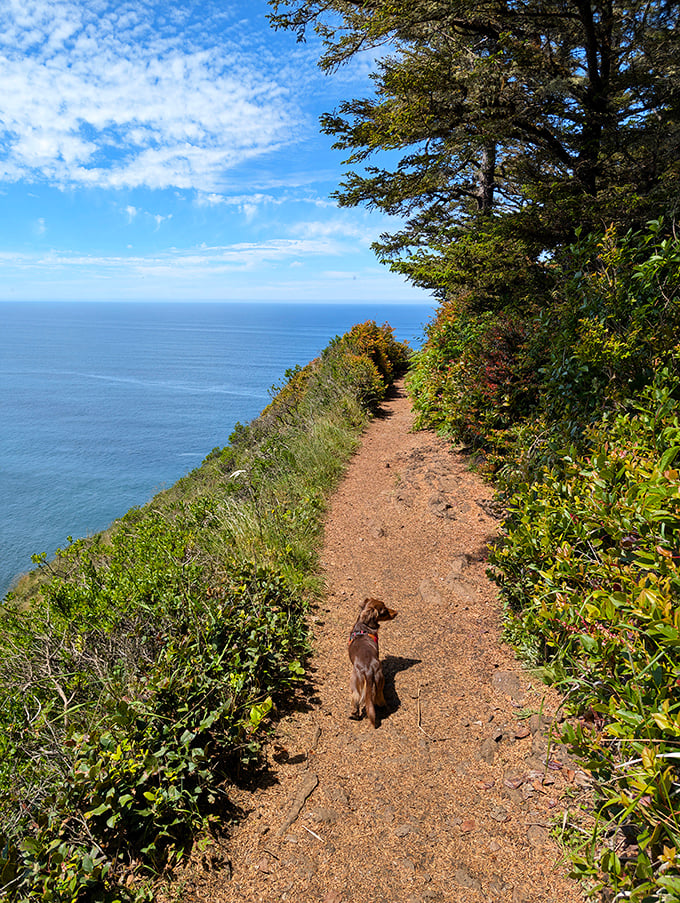 Four-legged hiking companions know the secret to happiness: sniff everything, wag constantly, enjoy the journey.