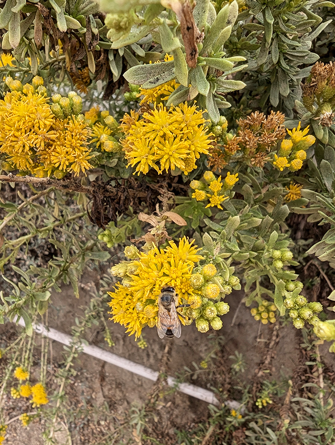 The cliffside wildflowers put on their own California show. No admission fee required for this golden display that would make any botanical garden jealous.