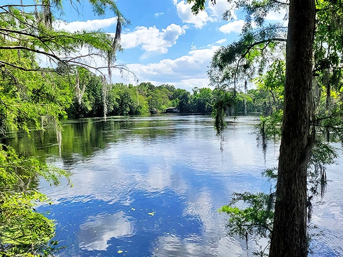Spanish moss theater balcony! These cypress trees have the best seats in the house for watching clouds perform their daily water ballet.