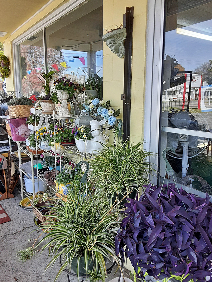 Nature meets nostalgia at Now & Then, where spider plants and vintage treasures create a shopper's paradise.