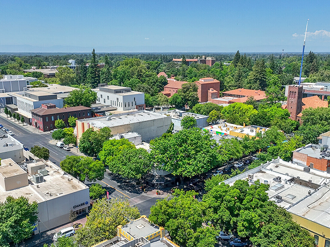 Green canopy covers Chico like nature's own umbrella, proving that Northern California knows how to do shade right.
