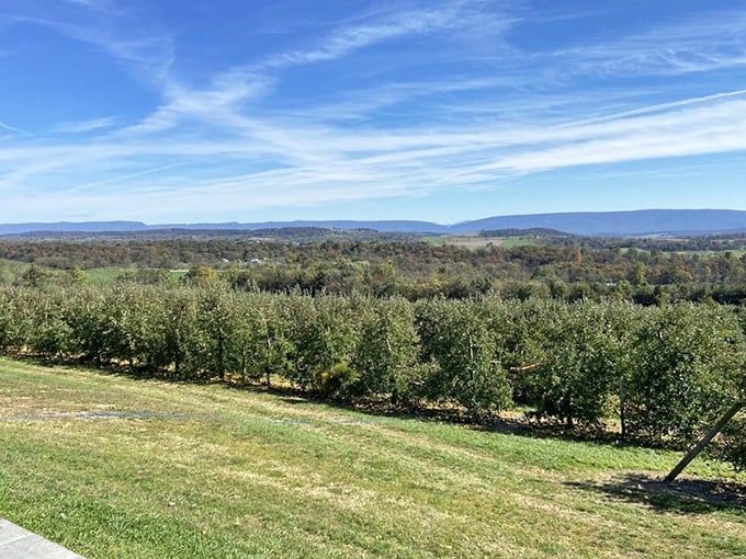 Farm stands with mountain views prove Virginia knows exactly how to make apple shopping feel like an adventure.