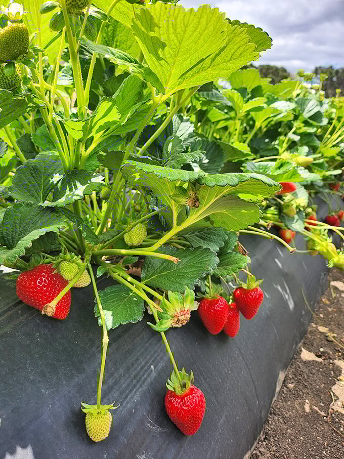 Mountain backdrop, berry foreground. Underwood's picture-perfect setting makes every photo Instagram-worthy without trying.