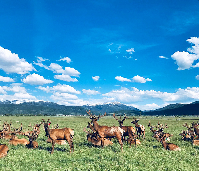 Victor's stunning landscape pairs golden meadows with snow-capped peaks &ndash; Mother Nature showing off her range.