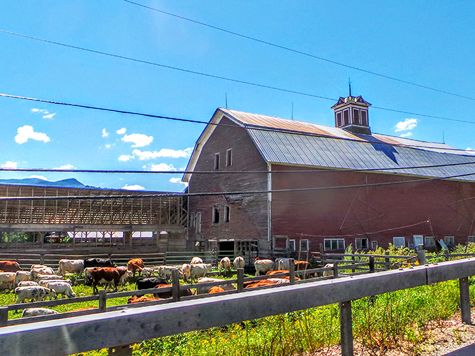 Cows graze contentedly beside a weathered barn in Waitsfield, Vermont, where pastoral beauty and mountain views steal the show.