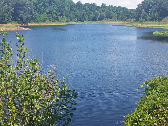 Alachua Sink's mirror-like waters reflect the surrounding wilderness, a natural infinity pool that's been perfecting its selfie game for centuries.