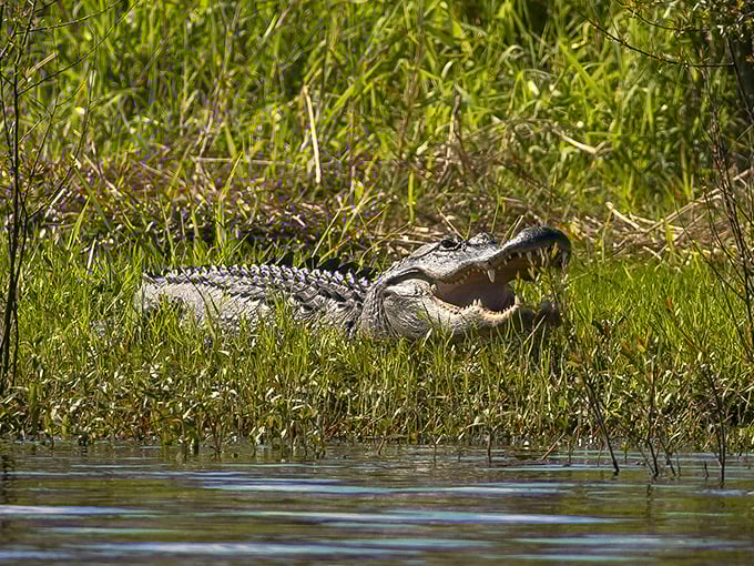The park's most famous resident strikes a pose, reminding visitors who really ruled Florida long before mouse ears and theme parks arrived.